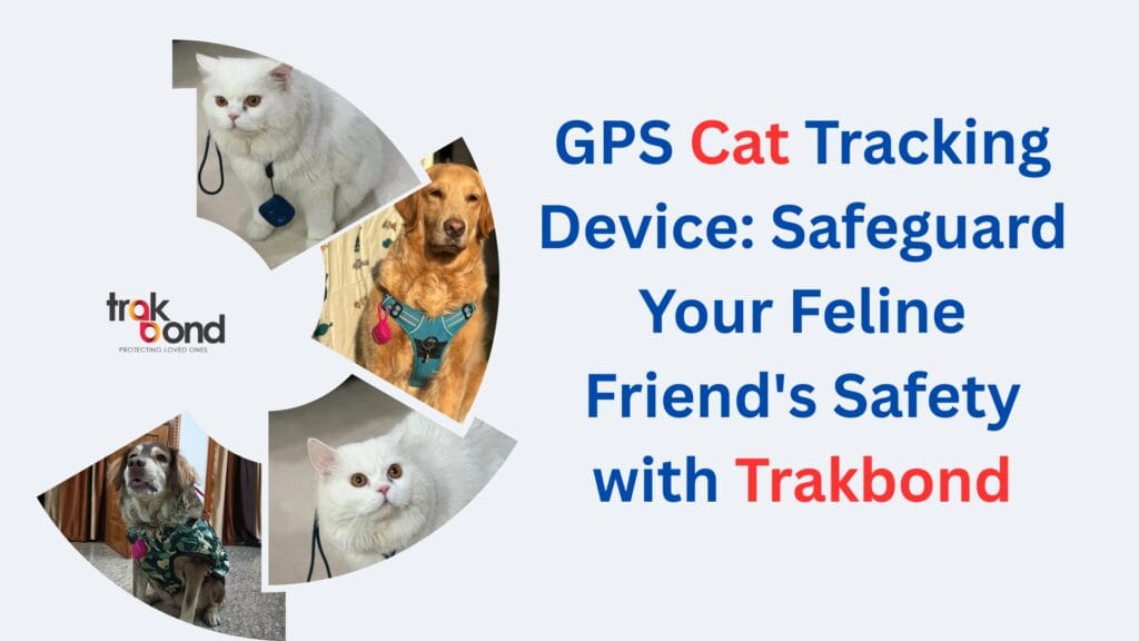 GPS Cat Tracking Device: Safeguard Your Feline Friend's Safety With ...